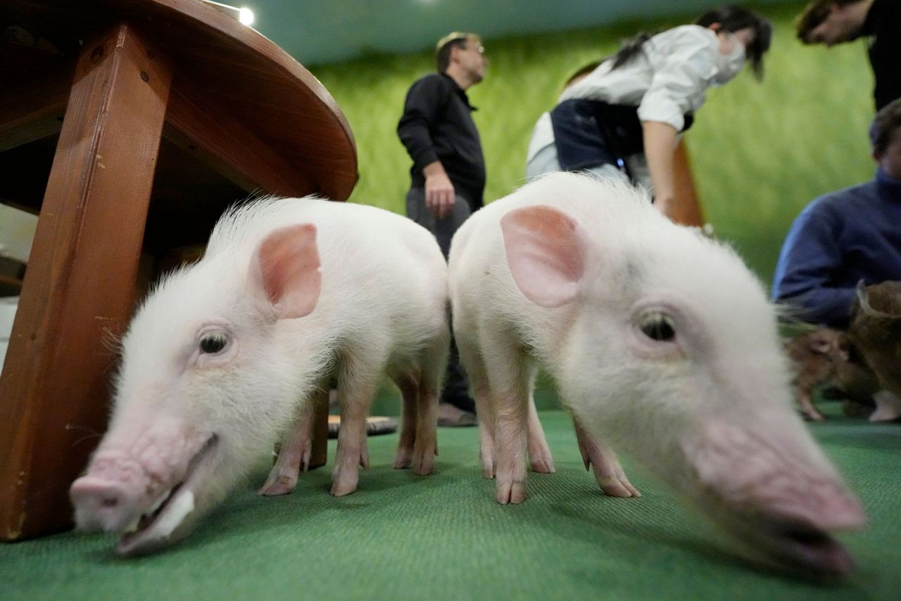 At trendy Japanese cafés, customers enjoy cuddling with pigs