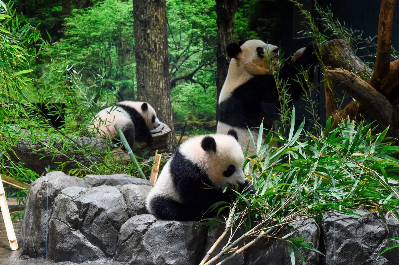 Twin panda cubs debut at Tokyo zoo, woo devoted fans