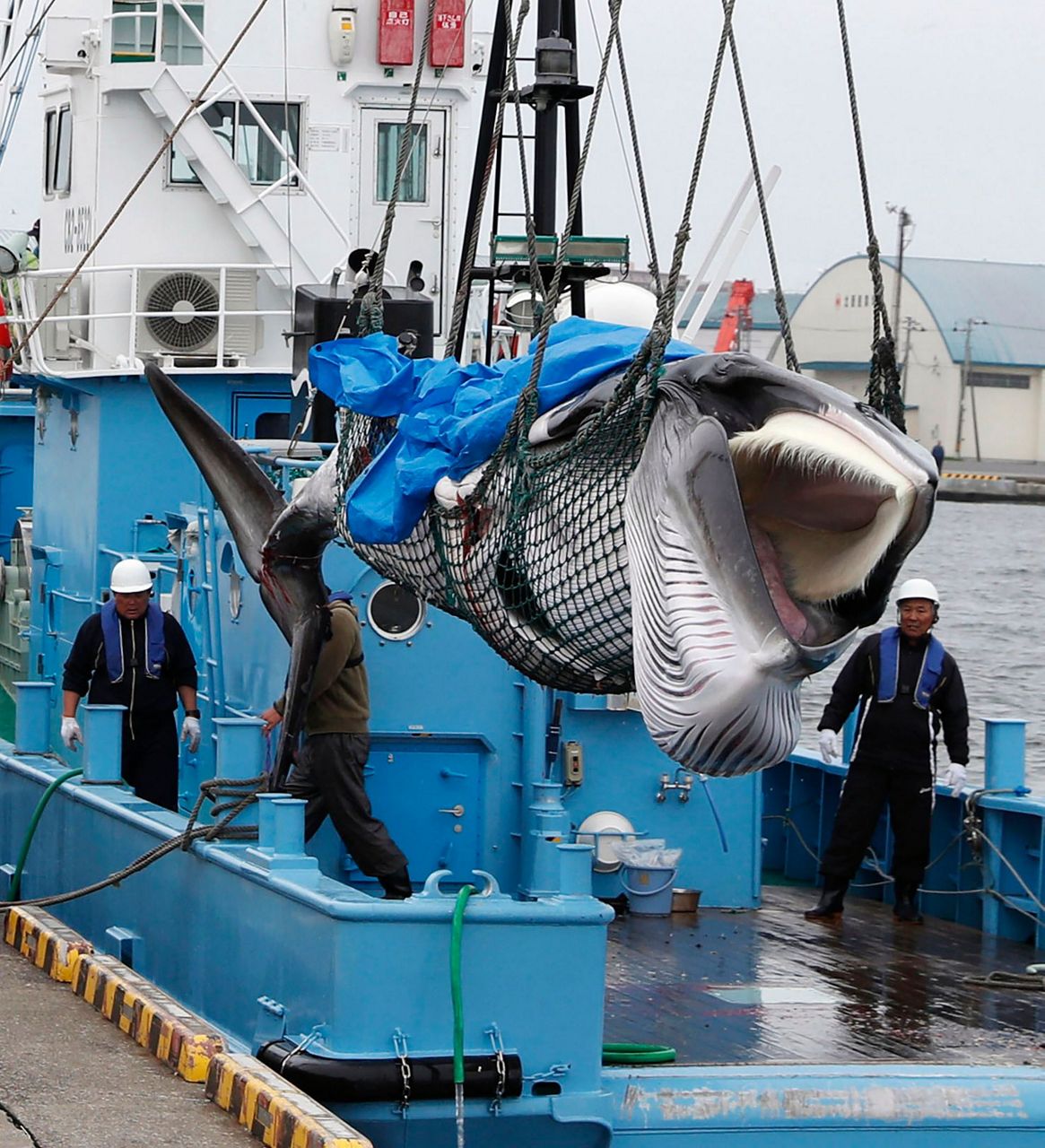 Japan resumes commercial whaling, seen as face-saving end