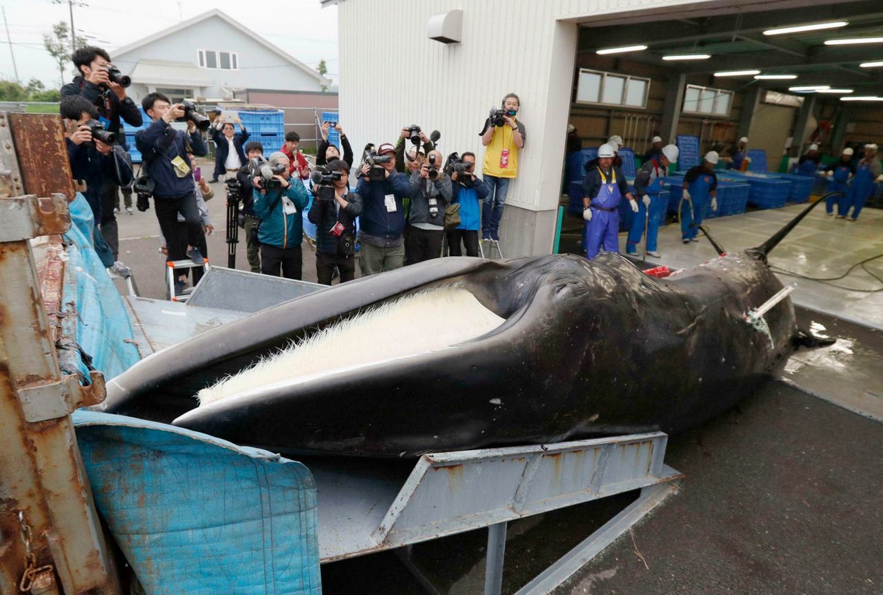 Japan resumes commercial whaling, seen as face-saving end