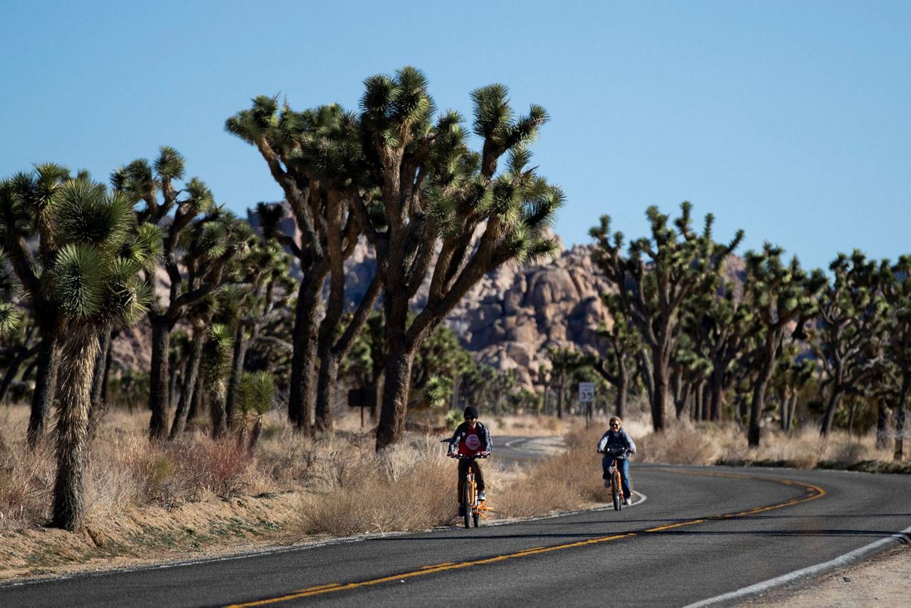 Conservationists seek protection of California Joshua trees