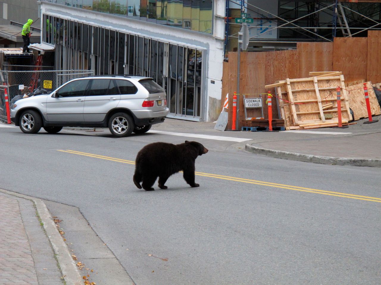 More young bears, less food send them to Juneau’s garbage