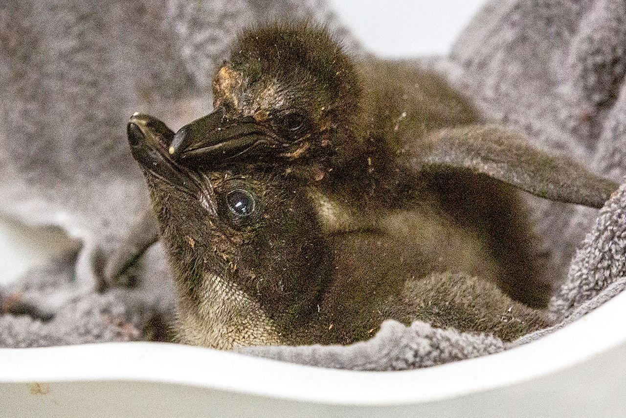 8 macaroni penguins hatch at Kansas City Zoo
