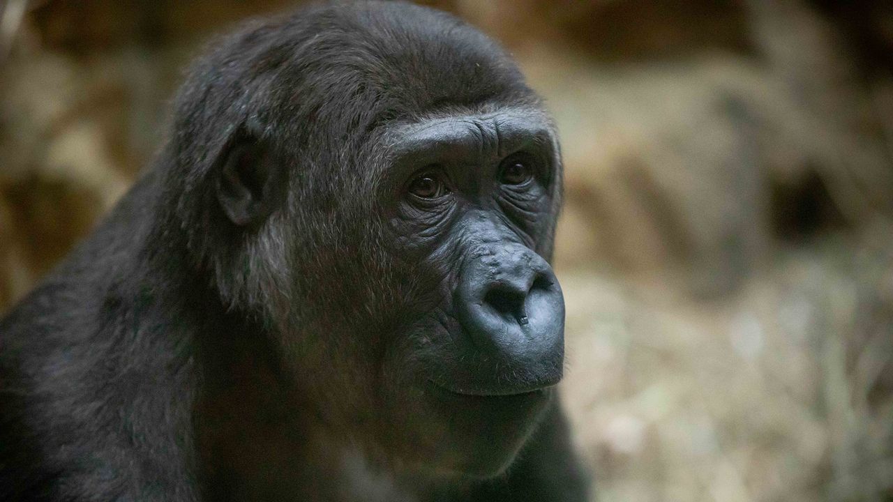 St. Louis Zoo welcomes seven-year-old gorilla named Kayin