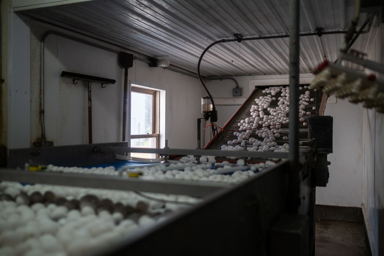 Upstate NY farmer explains different types of eggs