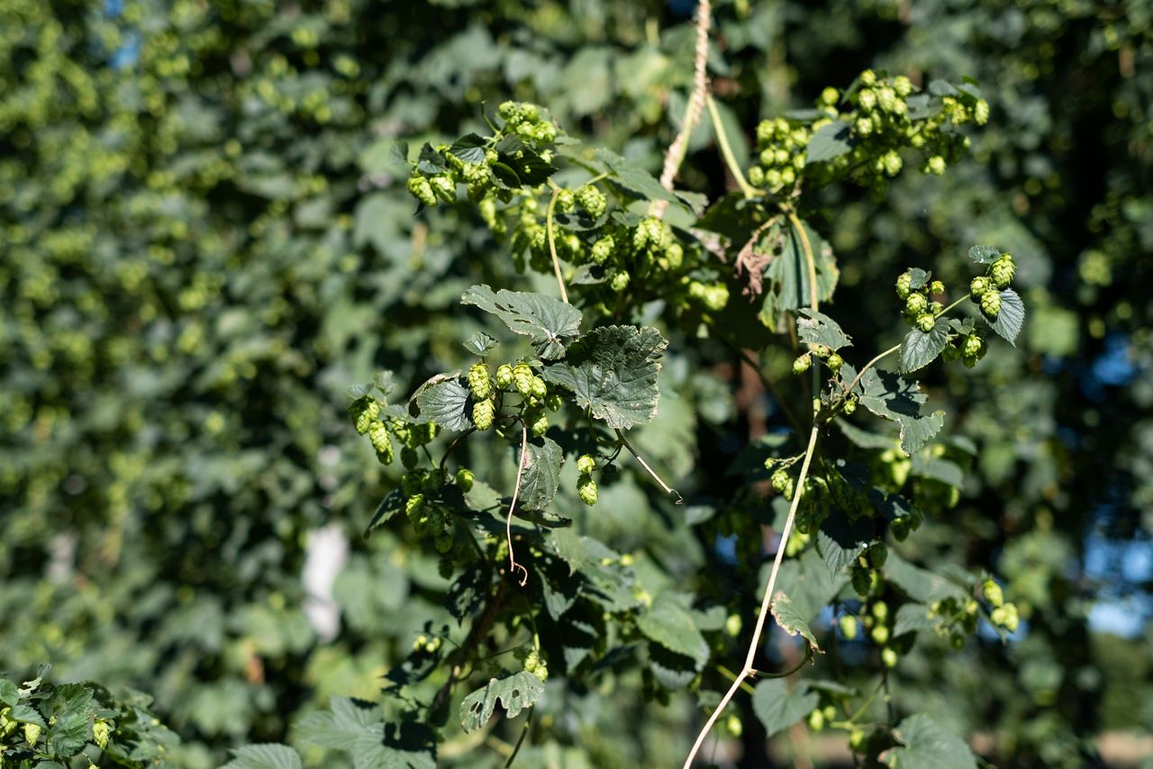 How New York farm breweries are getting a boost