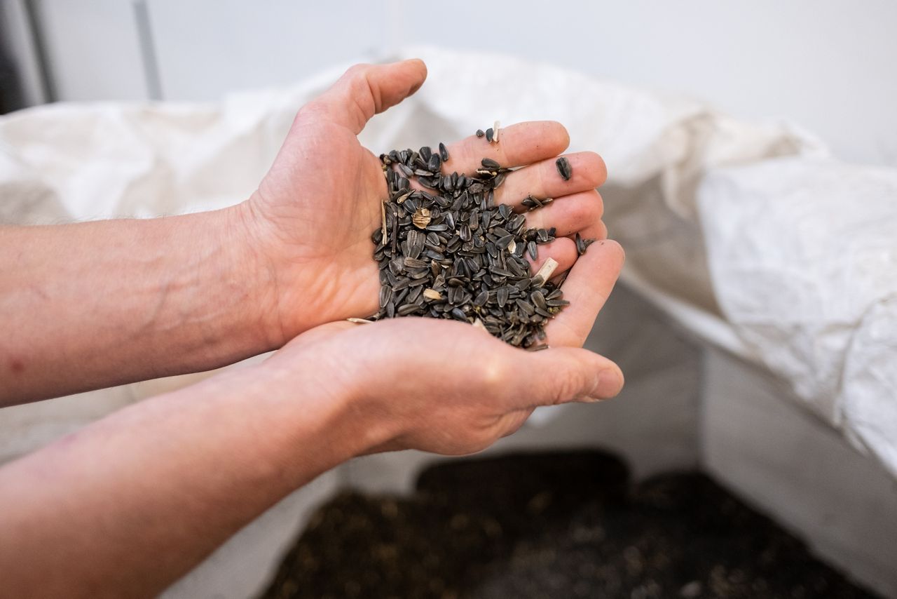 Photo essay: How sunflower seed oil is made