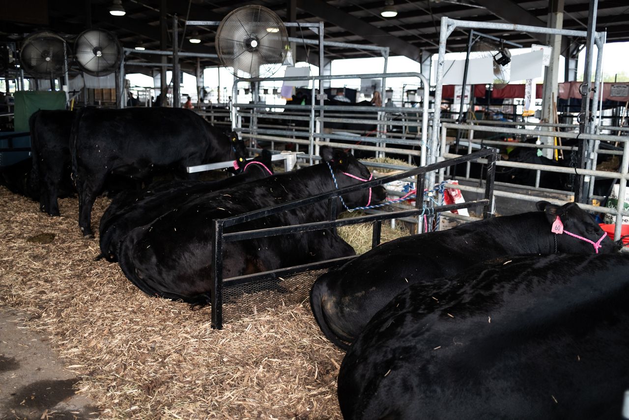 Higher prices for beef influenced by inflation and drought