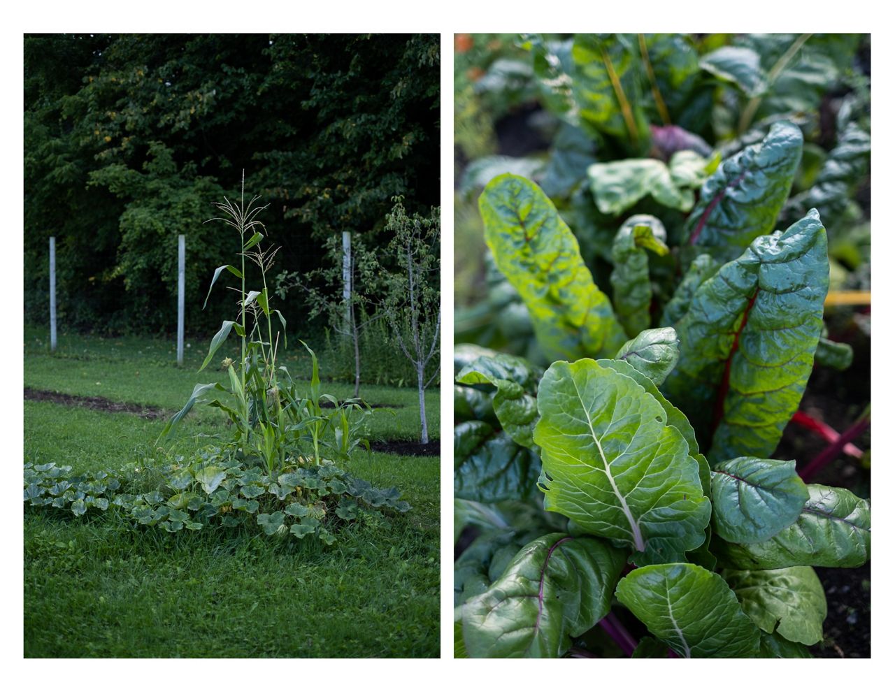 SU garden brings national attention to Indigenous culture