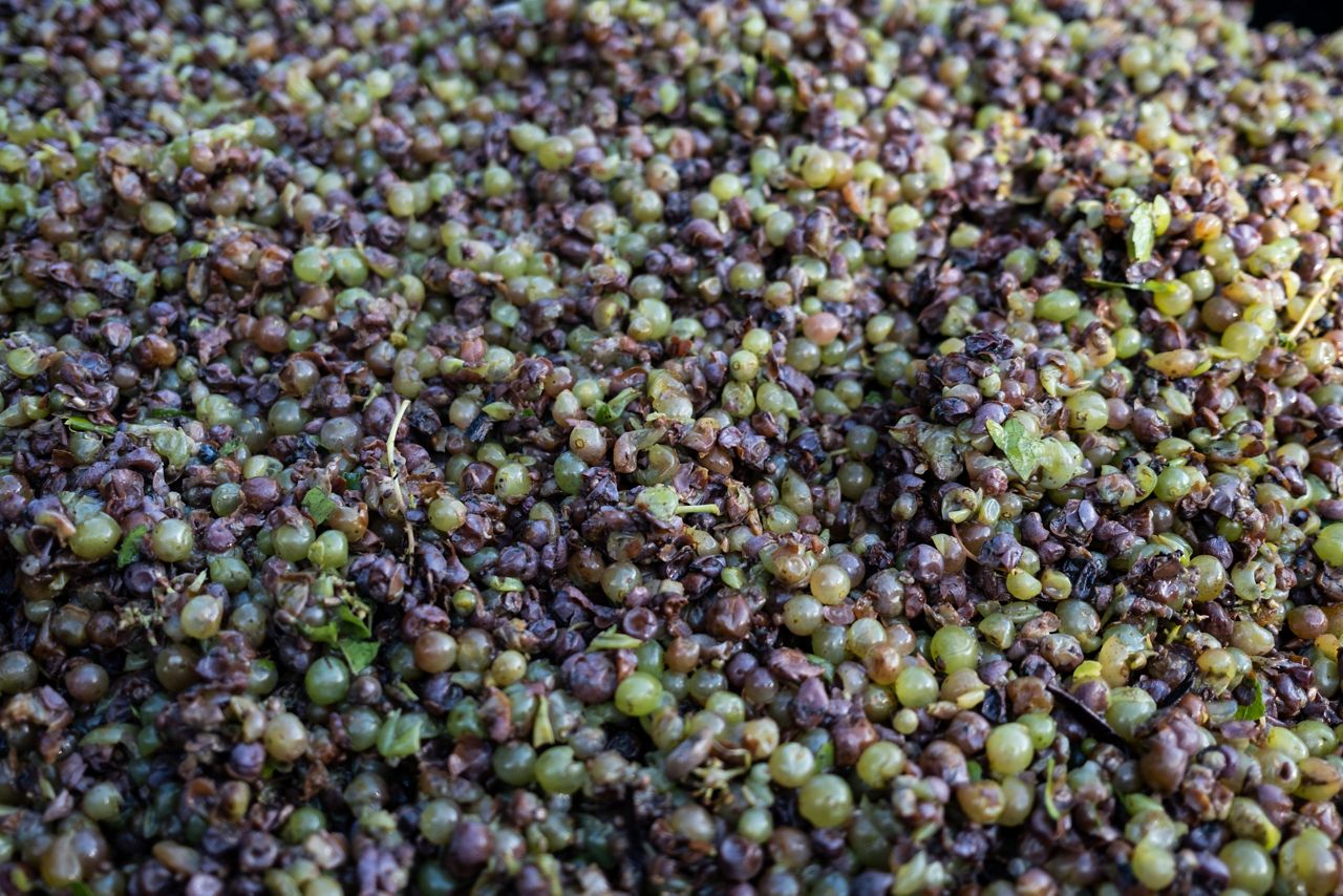 New York’s Riesling wine and its Ukrainian roots