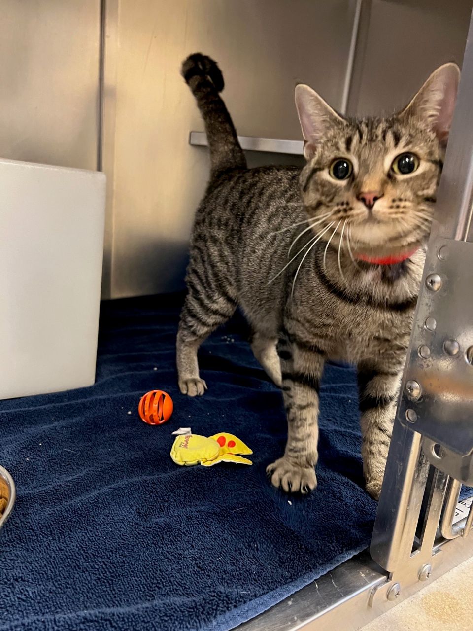 Wisconsin Humane Society rehomes dozens of Kentucky cats