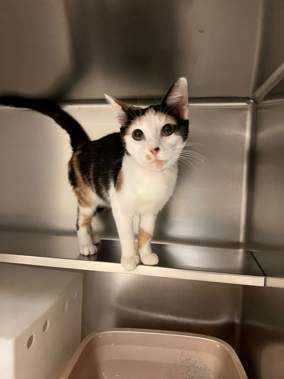 Wisconsin Humane Society rehomes dozens of Kentucky cats