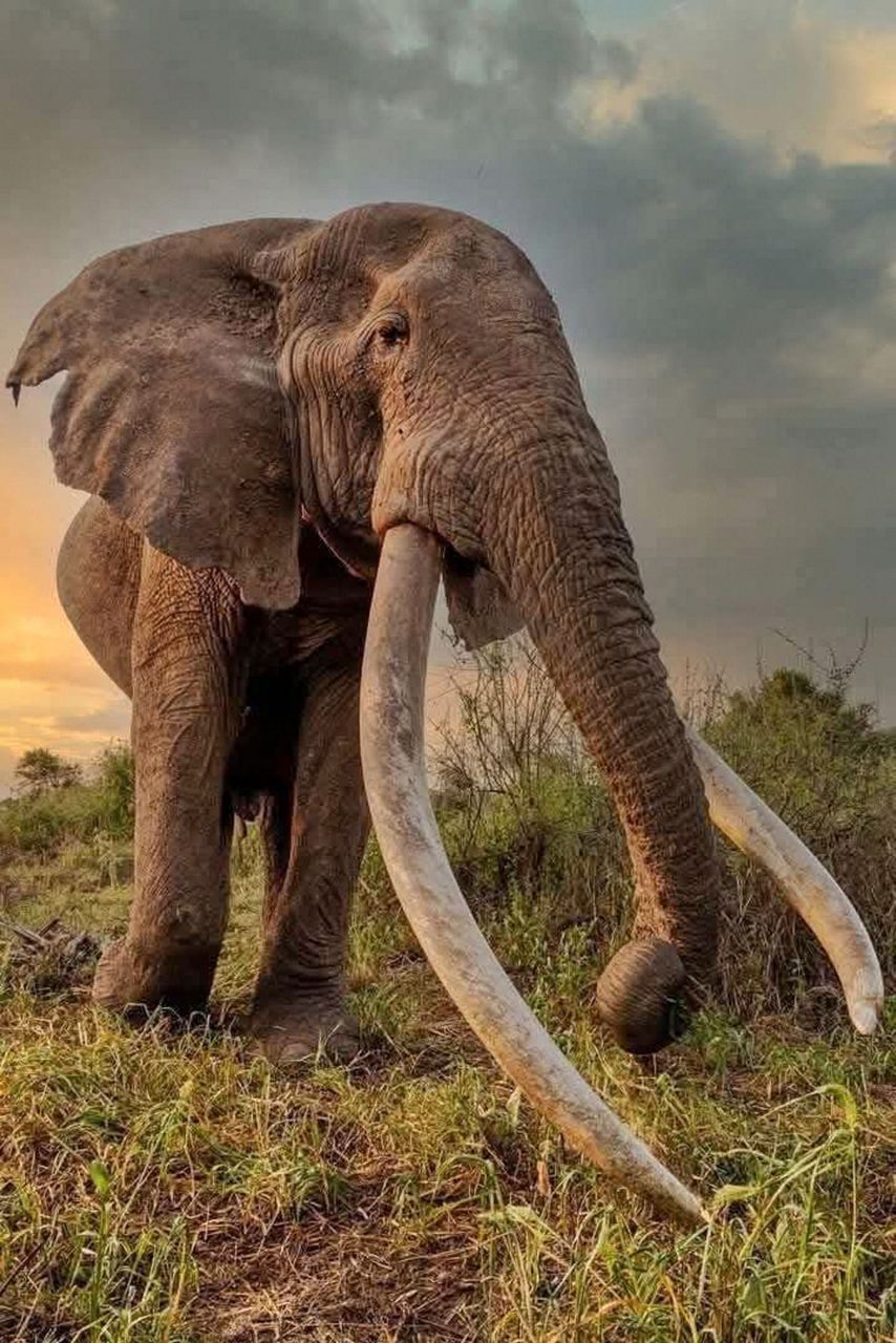 Conservationists in Kenya pay tribute to beloved 'super tusker ...