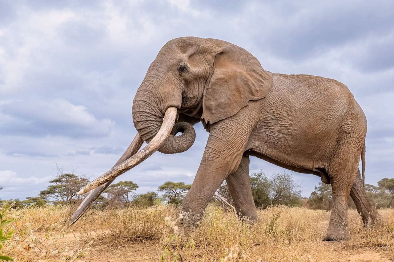 Conservationists in Kenya pay tribute to beloved 'super tusker ...