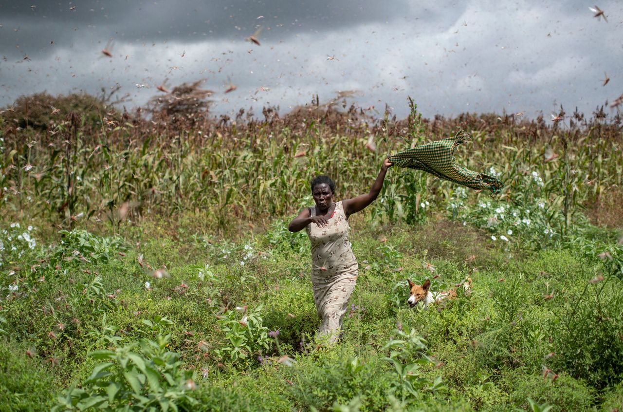 'This is huge': Locust swarms destroy crops in East Africa