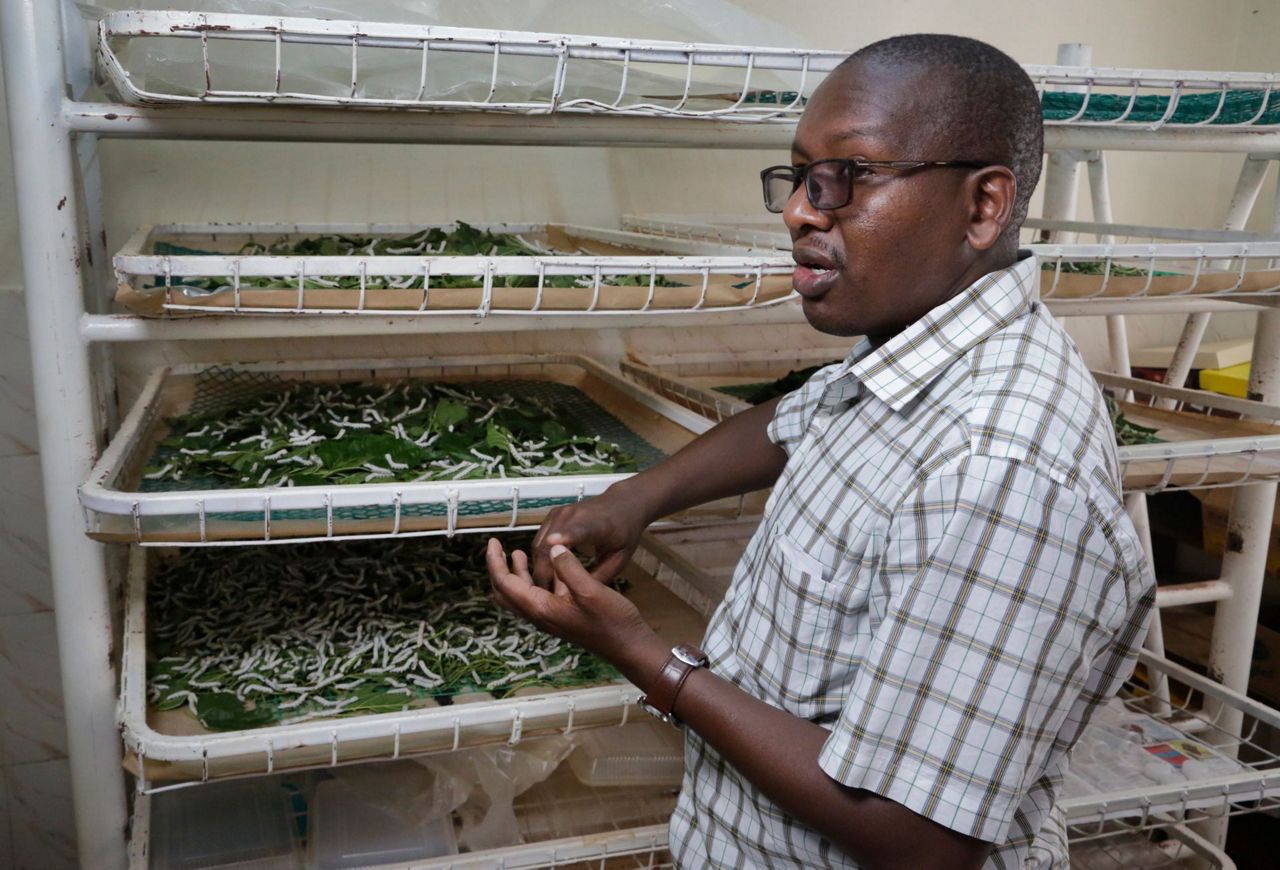 Some Kenyan farmers turn to silk production for cash
