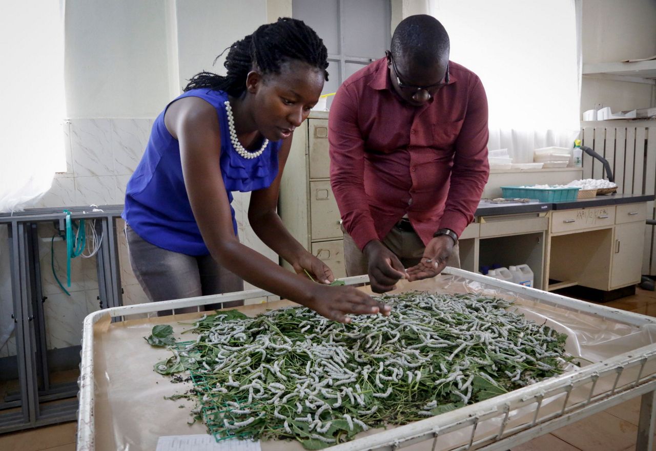 Some Kenyan farmers turn to silk production for cash