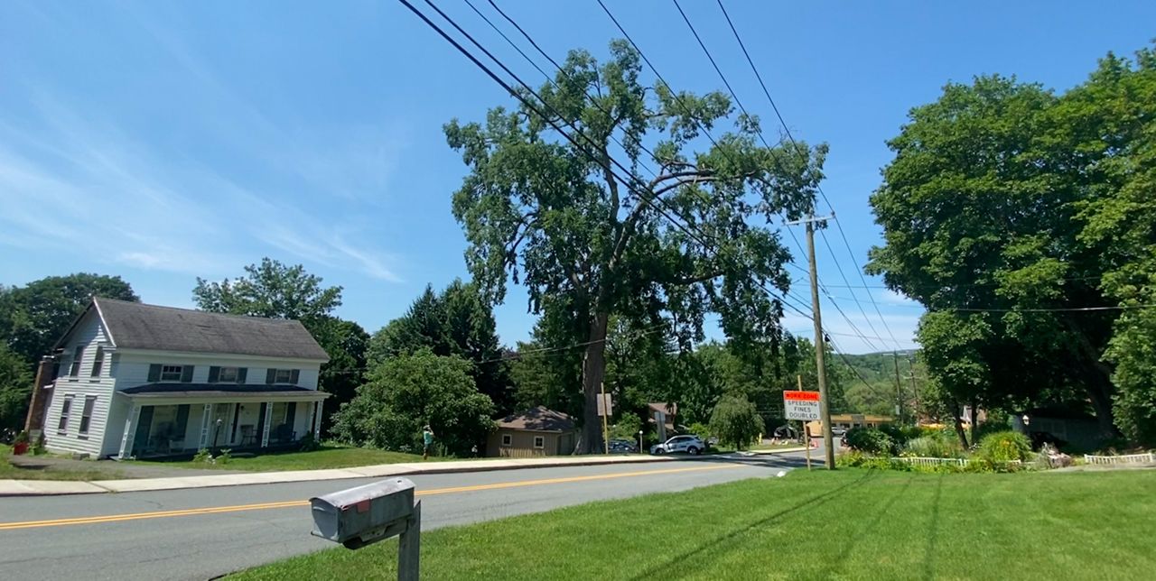 King Elmer MA largest American elm
