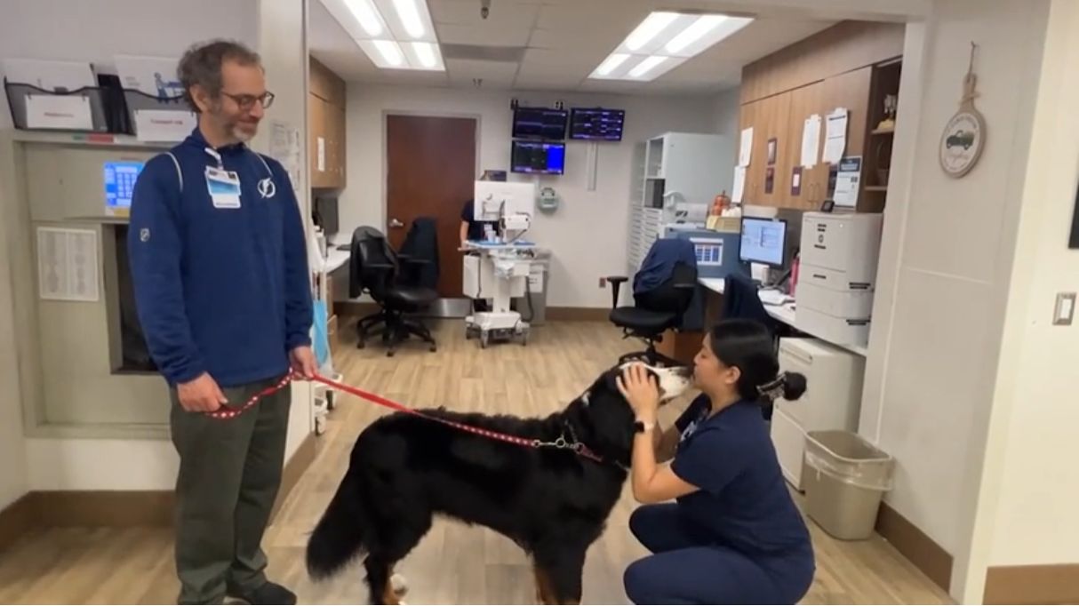 Voice of the Lightning takes dog to TGH for therapy rounds