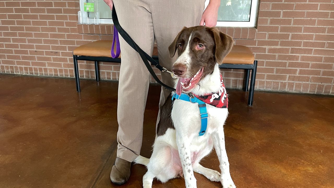 Tips for keeping pets safe in extreme heat