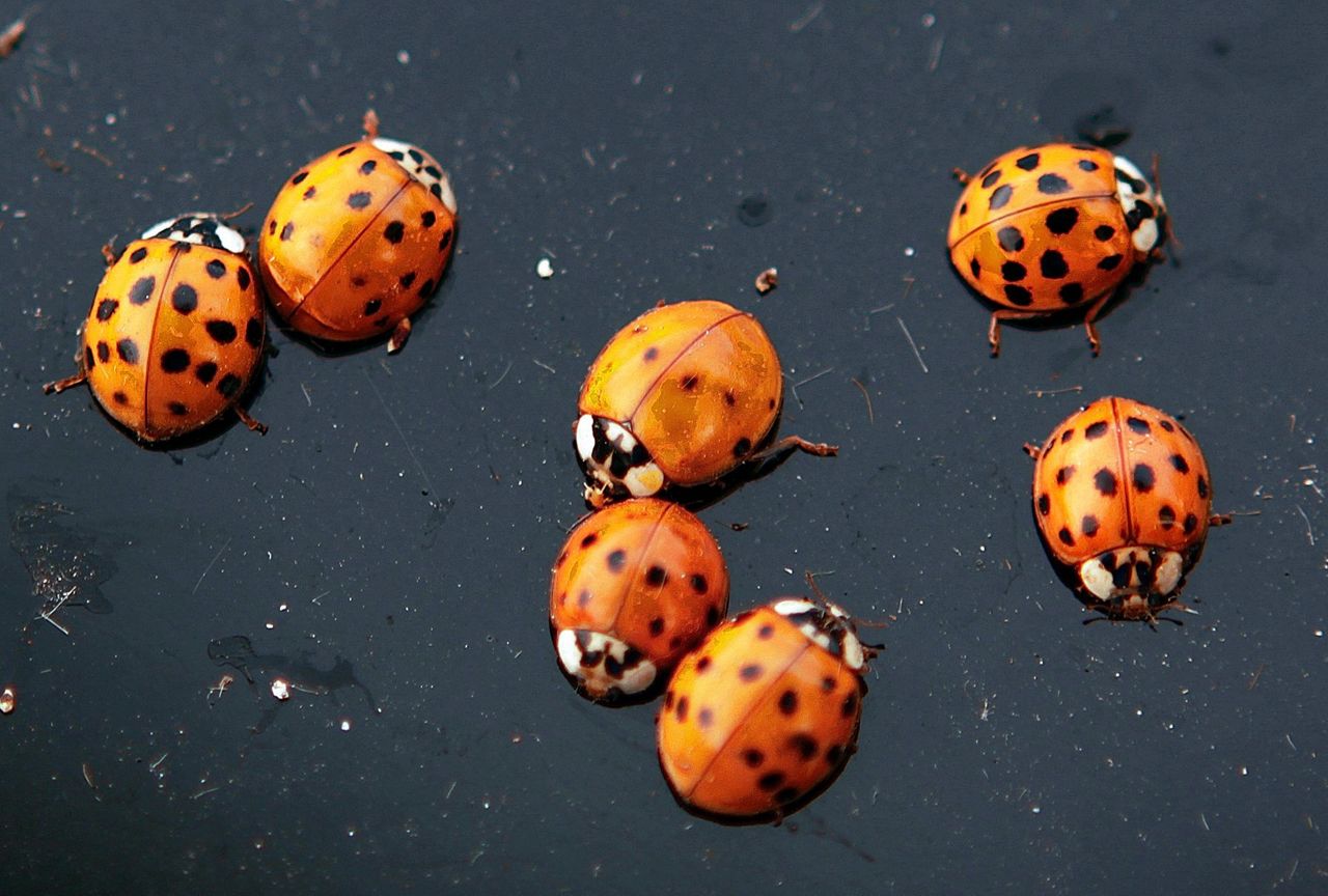 Massive ladybug swarm over California shows up on radar