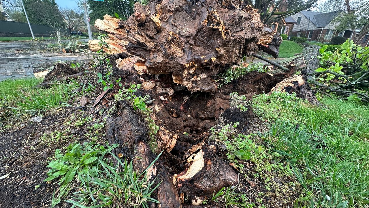 Lexington neighborhood sees damage from severe storms