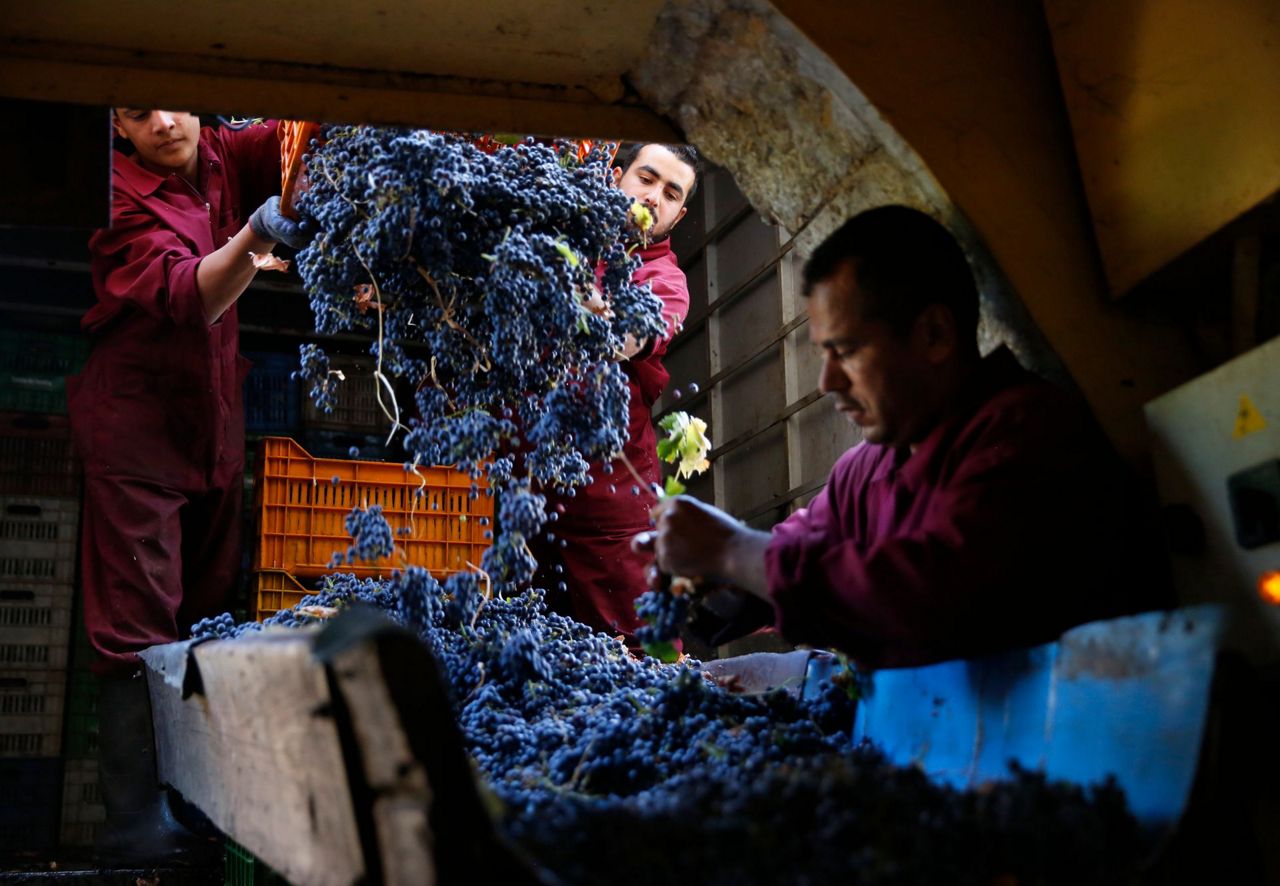 Making, drinking arak a source of national pride in Lebanon