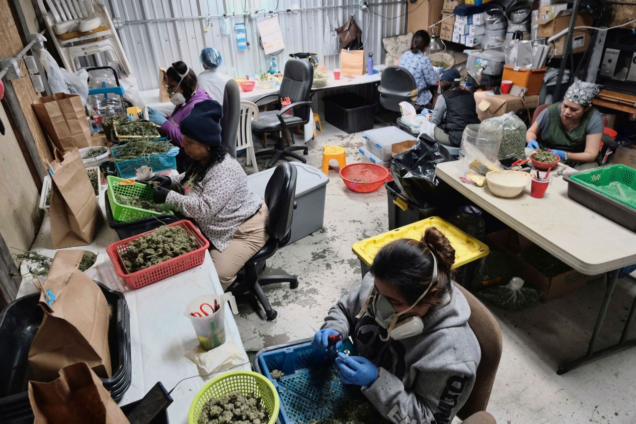 Legal marijuana workers blast citizenship denials over work