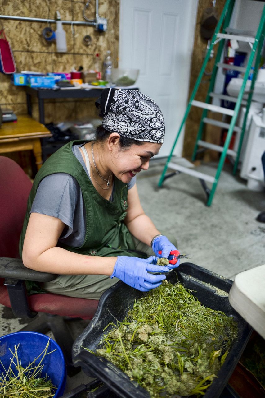 Legal marijuana workers blast citizenship denials over work