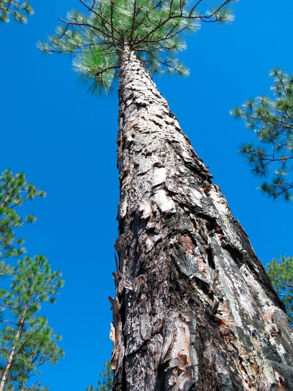Restoring longleaf pines, keystone of once vast ecosystems