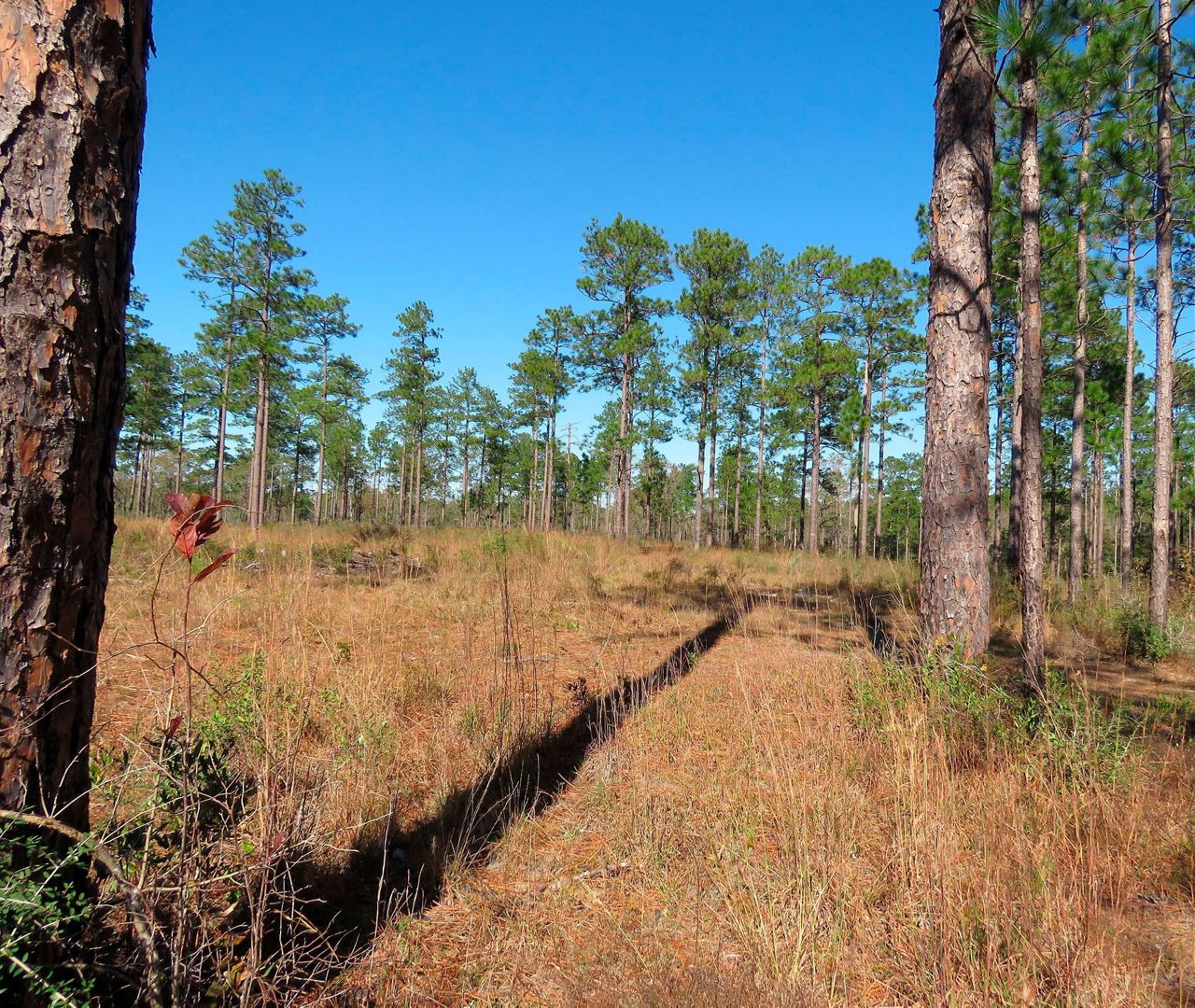 Restoring longleaf pines, keystone of once vast ecosystems