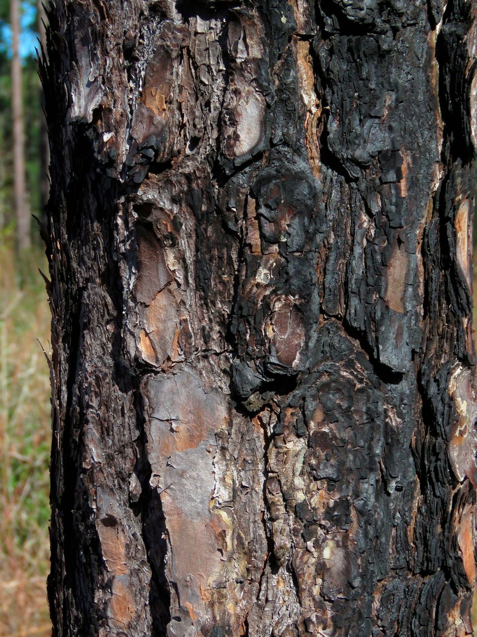 Restoring longleaf pines, keystone of once vast ecosystems