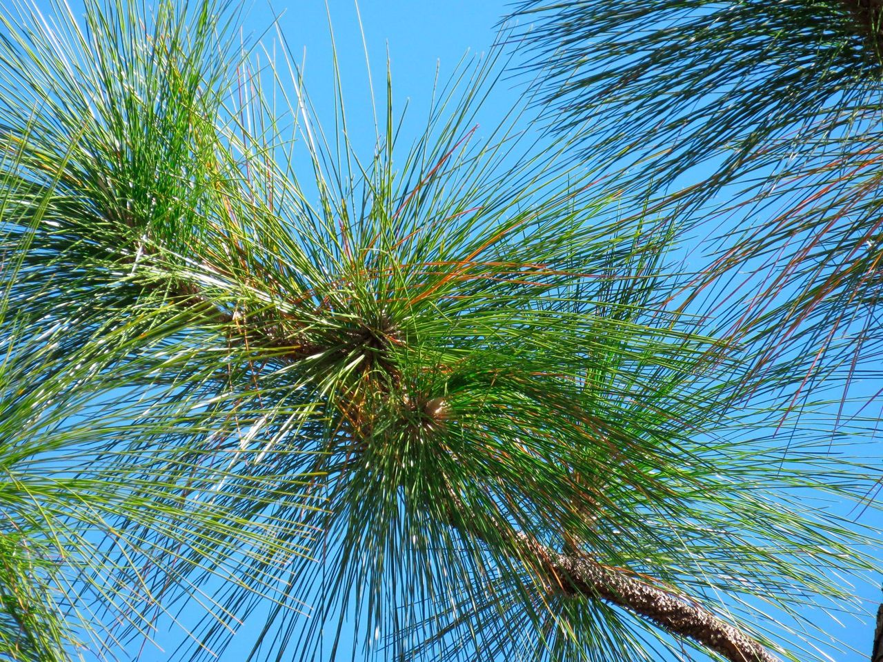 Restoring longleaf pines, keystone of once vast ecosystems