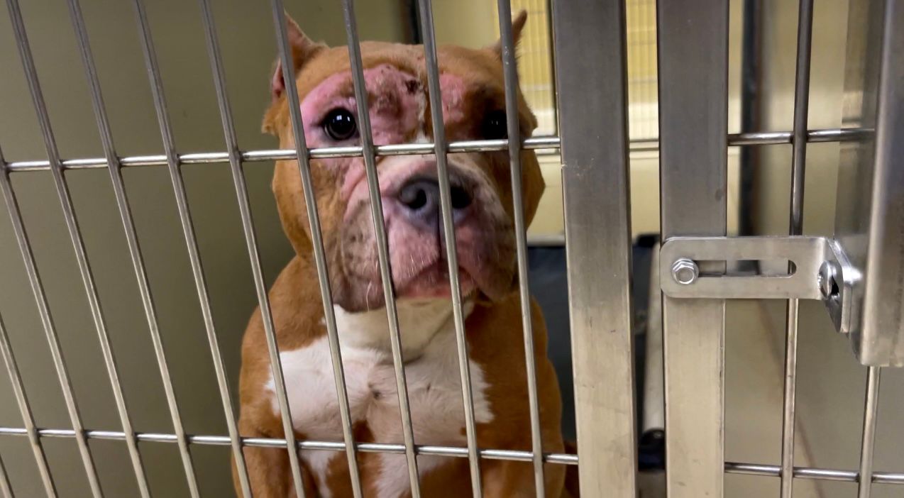 MADACC caring for animals seized from Milwaukee home