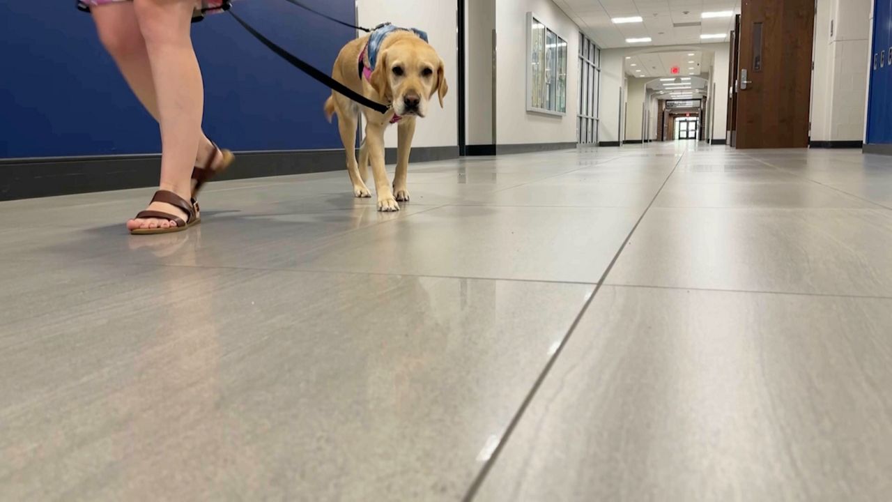 Menasha High School therapy dog helps ease student anxiety
