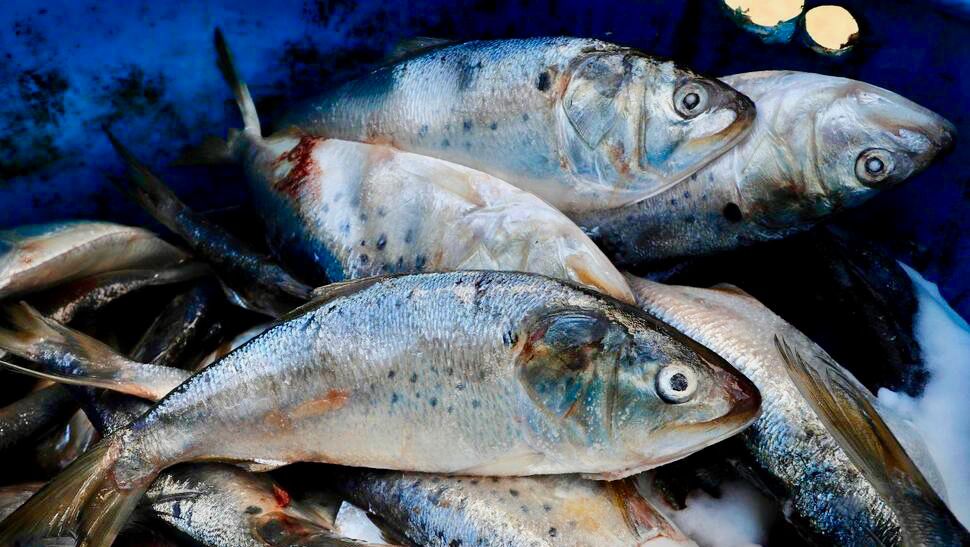 Surge in baitfish catch is a boon to Maine's lobstermen