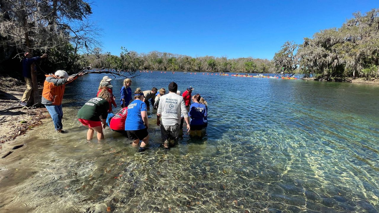 Cincinnati Zoo releases three manatees after rehabilitation