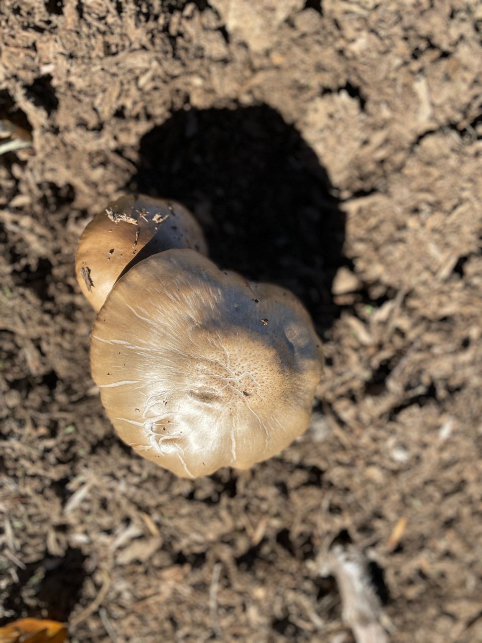 Mushrooms sprout despite drought