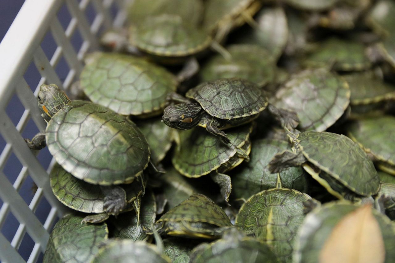 Malaysia detains 4 Indians, seizes drugs, 5,255 turtles