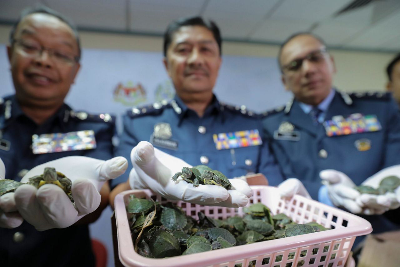 Malaysia detains 4 Indians, seizes drugs, 5,255 turtles