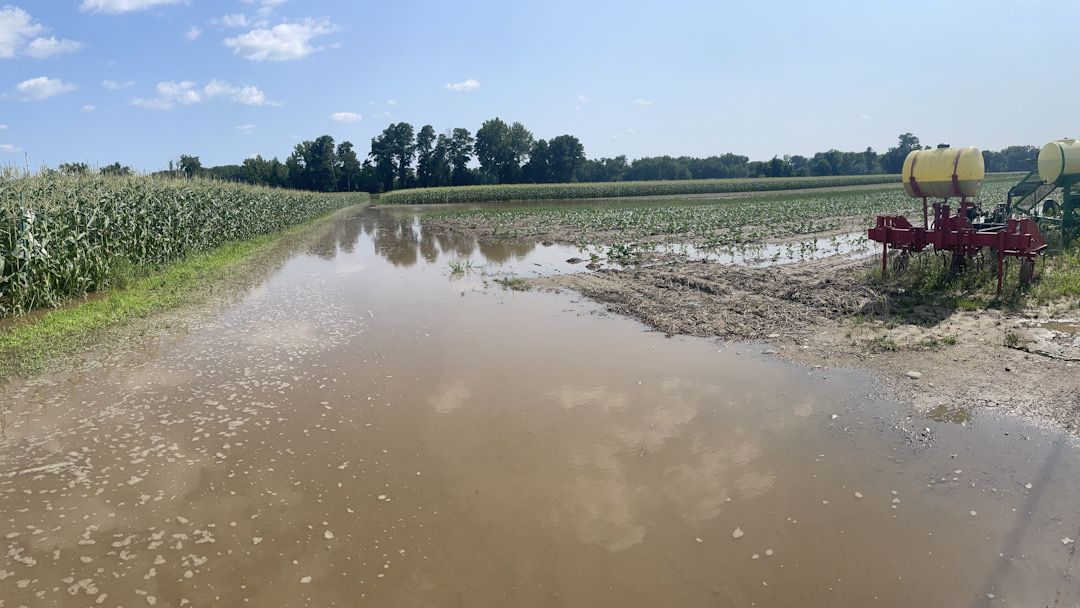 Weekend rain floods fields at Hadley's McKinstry Farms