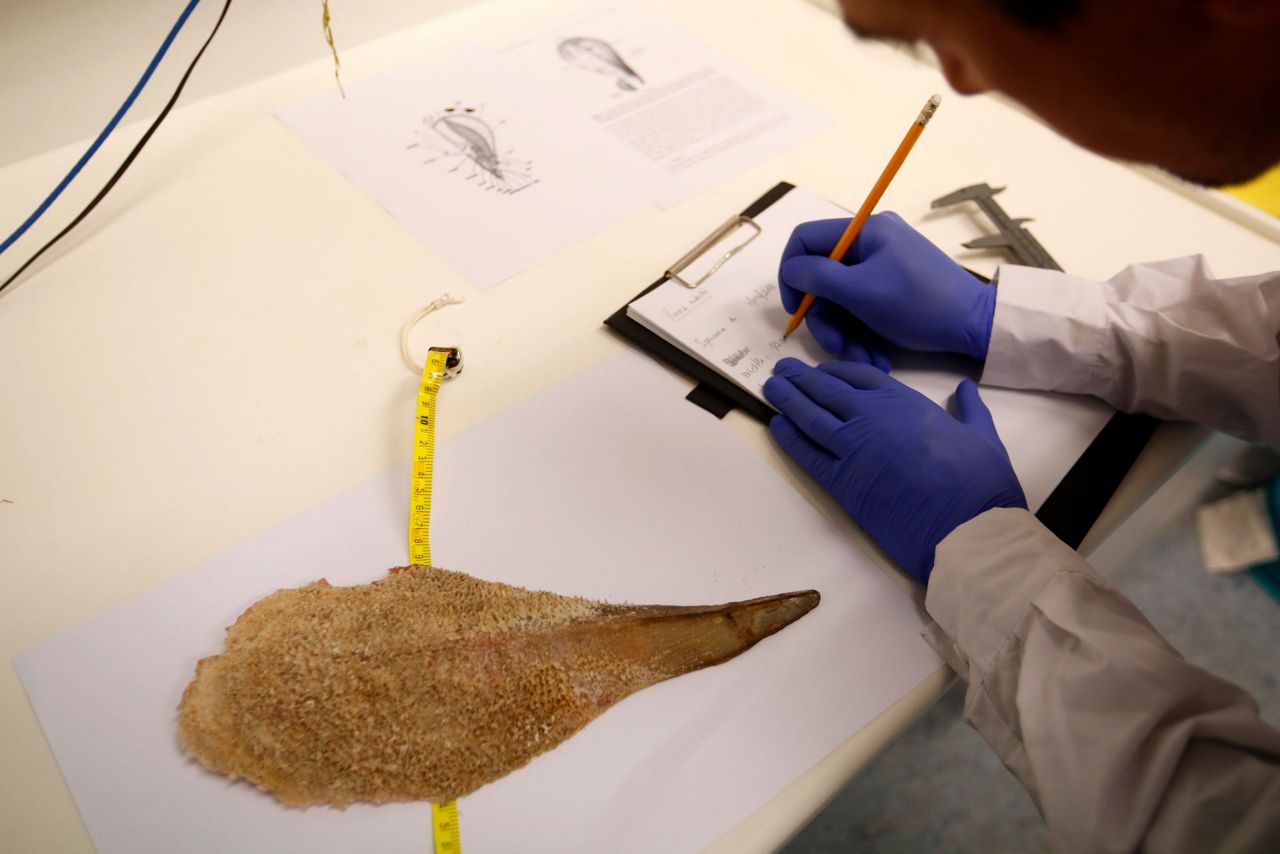 Parasite decimates giant clam species in the Mediterranean