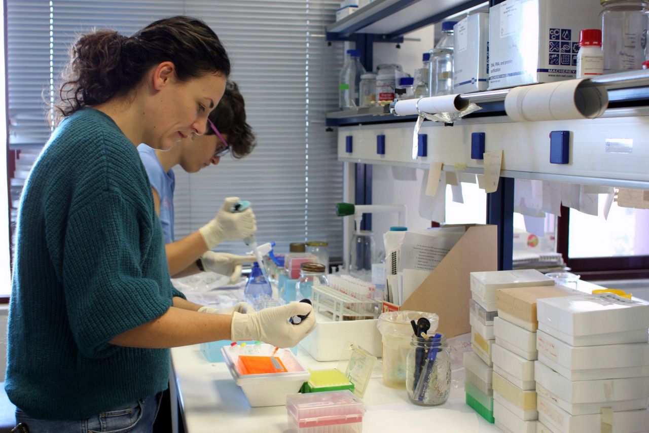 Parasite decimates giant clam species in the Mediterranean