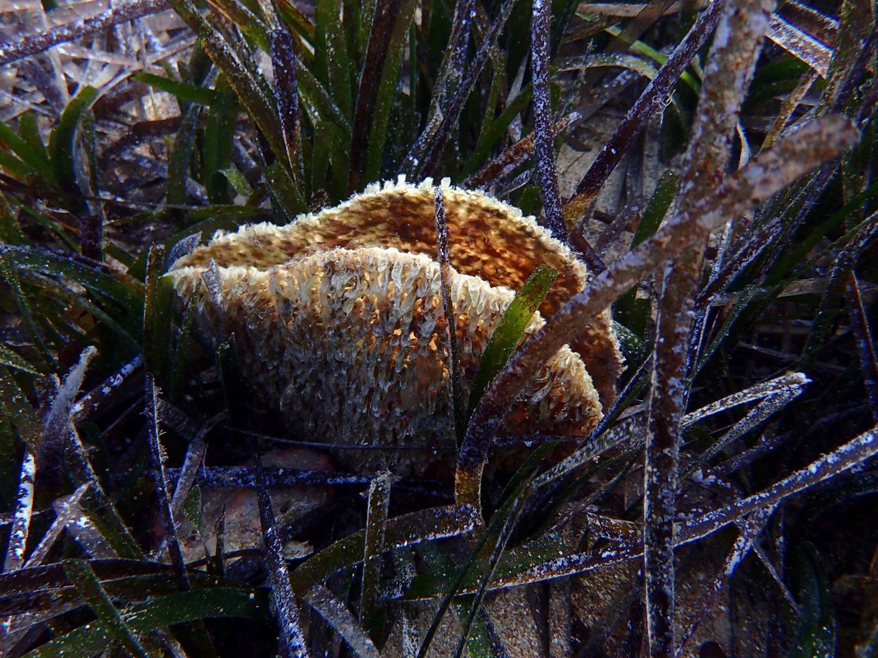 Parasite decimates giant clam species in the Mediterranean
