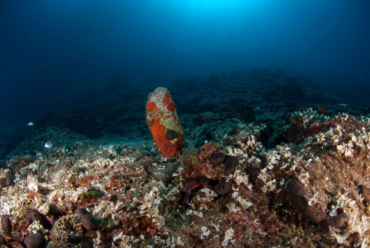 Parasite decimates giant clam species in the Mediterranean