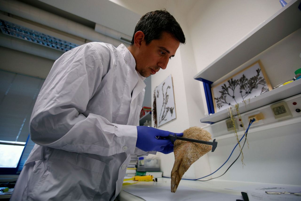 Parasite decimates giant clam species in the Mediterranean