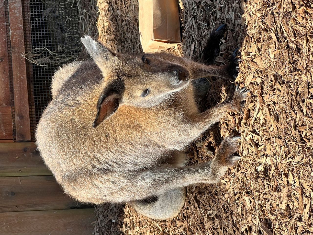 Missing wallaby found hiding in bush near zoo exhibit
