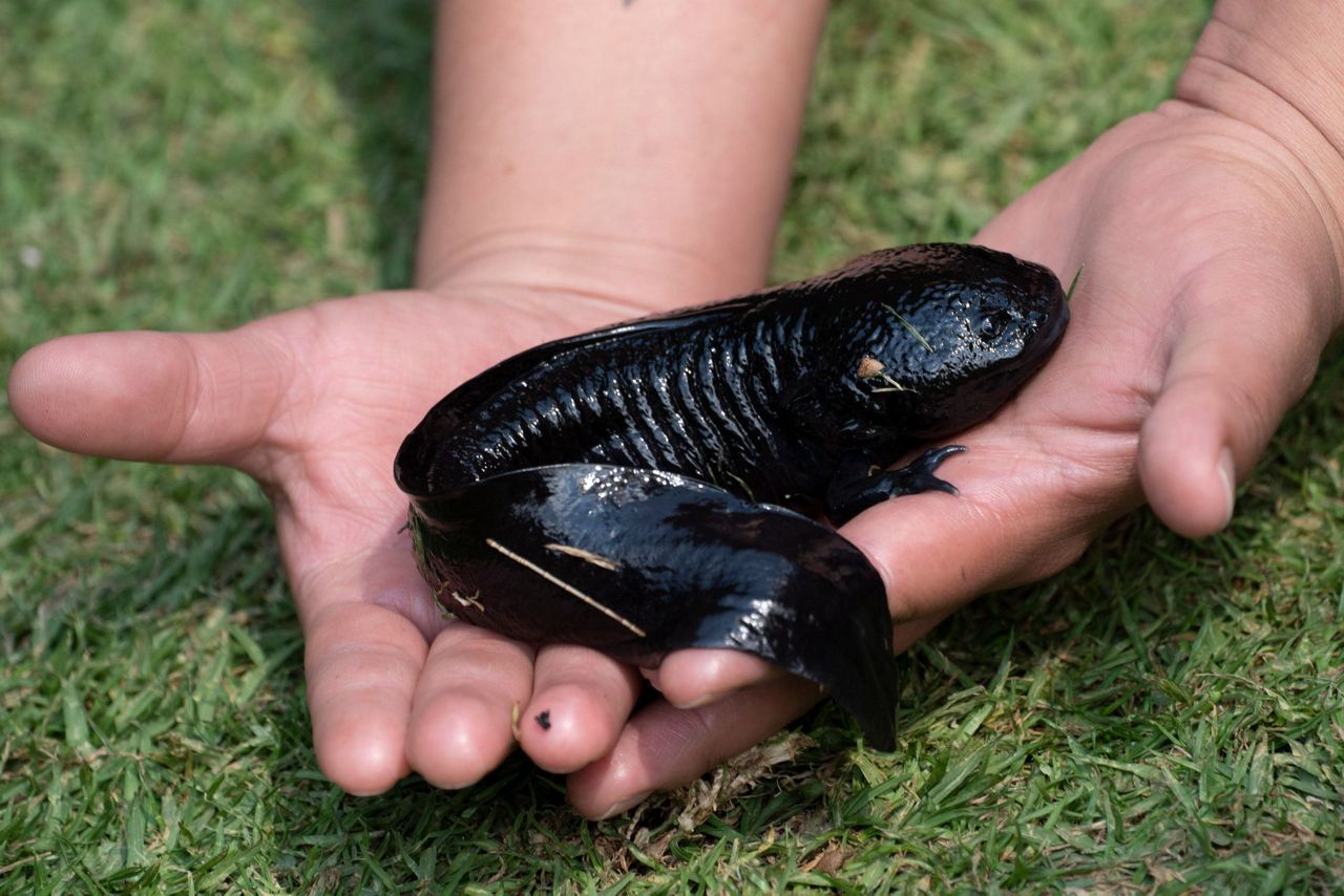 Ancient deity, pet and endangered species. Why is axolotl Mexico's most ...