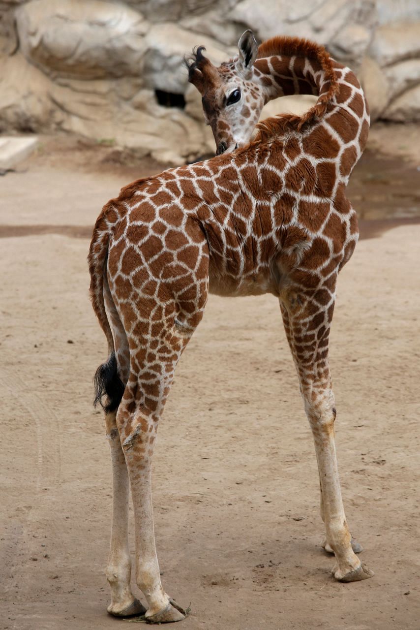 Mexico City zoo welcomes second baby giraffe of the year