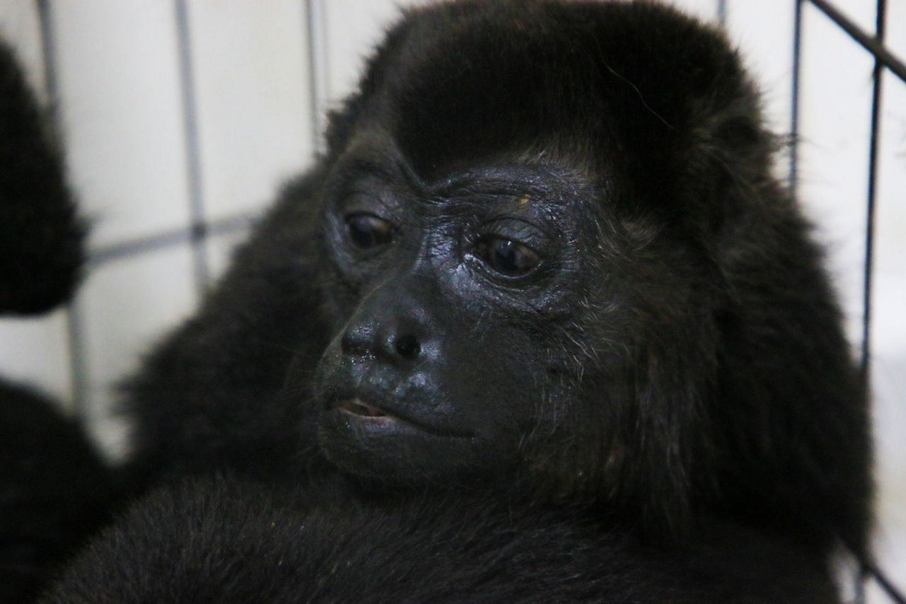 It's so hot in Mexico that howler monkeys are falling dead from the trees